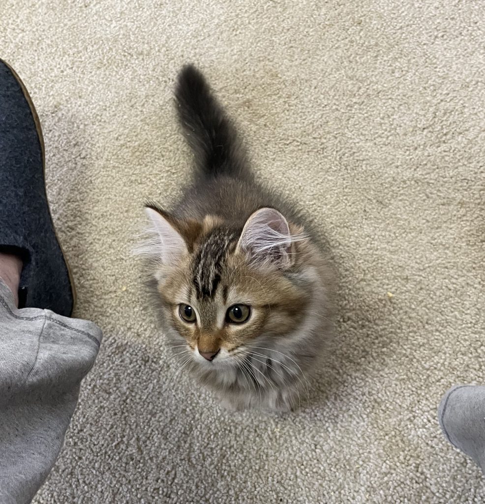 Woolly Bear – Anna's Foster Cats and Kittens