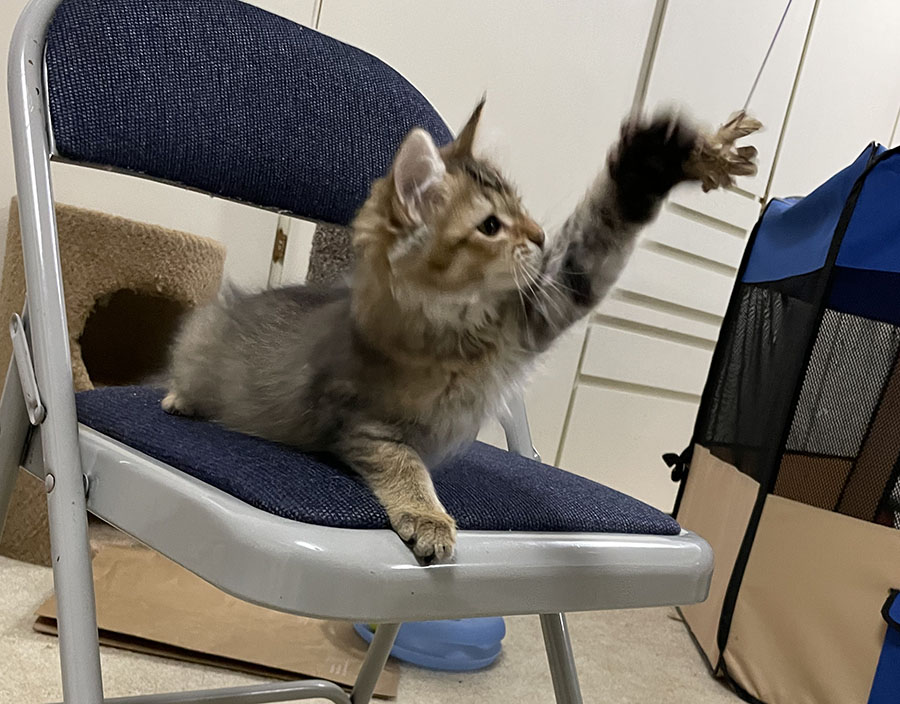 Woolly Bear – Anna's Foster Cats and Kittens