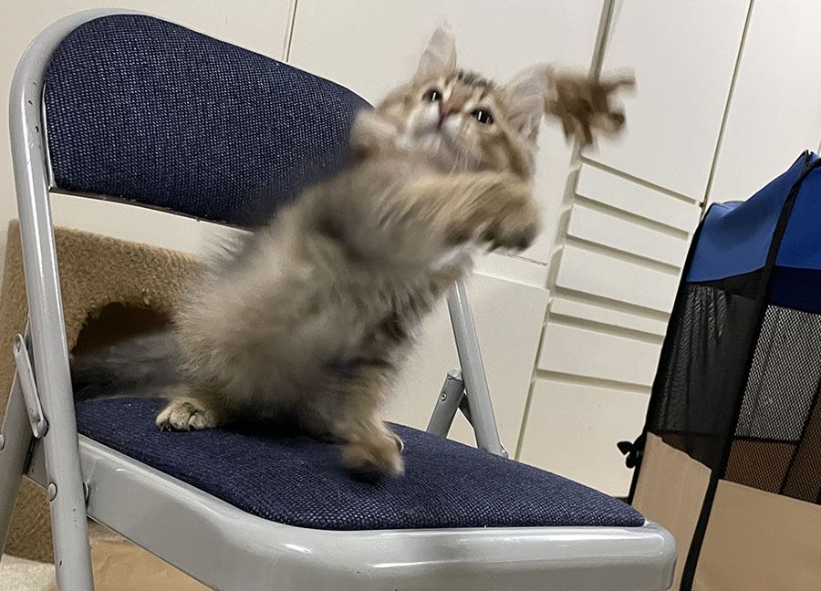 Woolly Bear – Anna's Foster Cats and Kittens