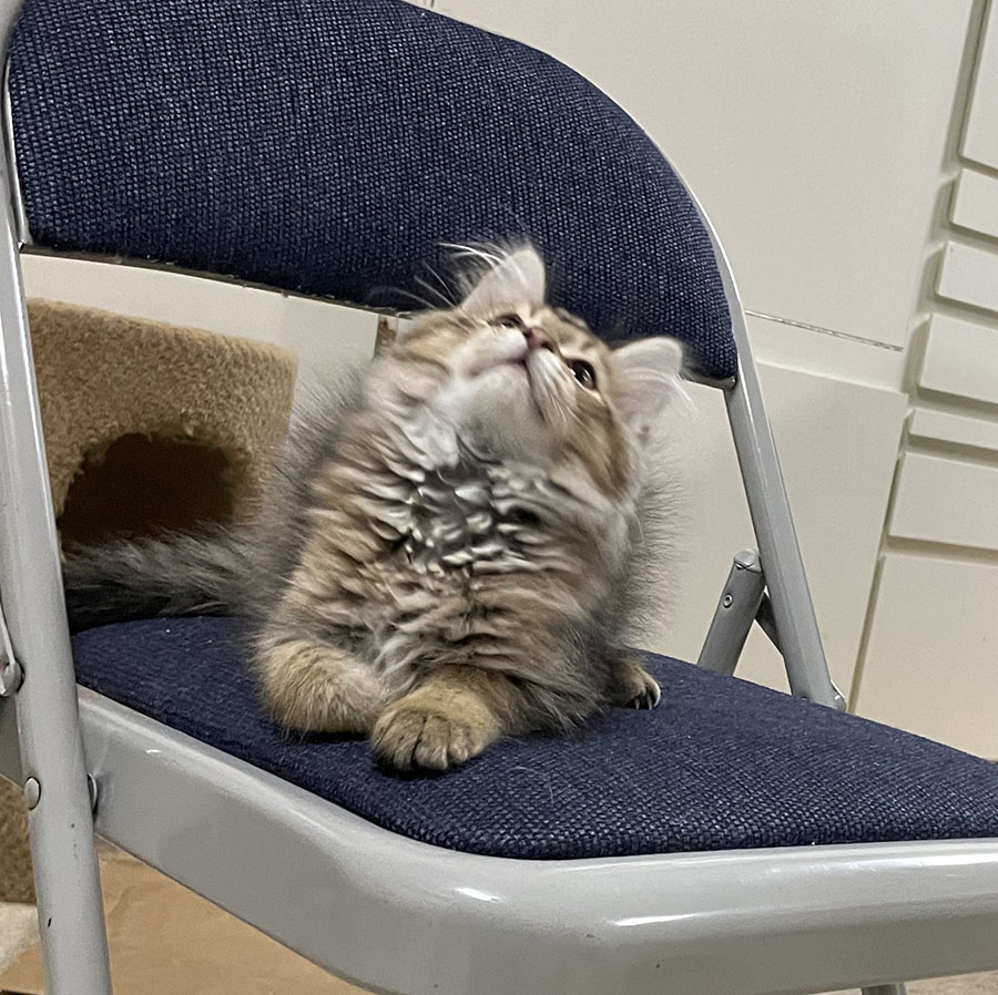 Woolly Bear – Anna's Foster Cats and Kittens